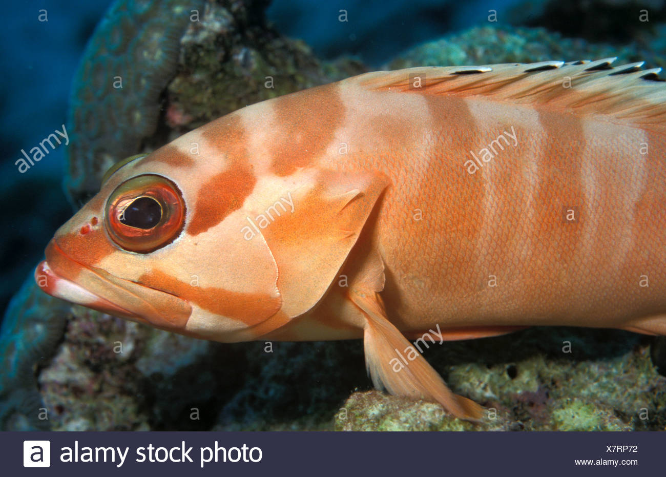 Operculum Fish Stock Photos & Operculum Fish Stock Images - Alamy