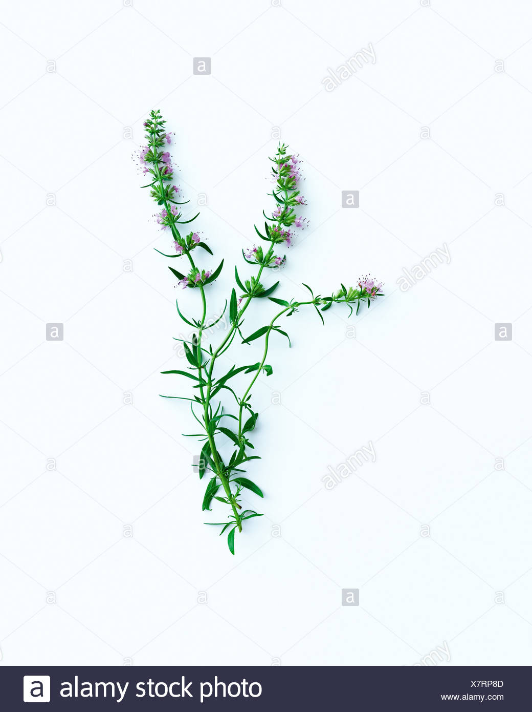 Single Flower Stems High Resolution Stock Photography and Images - Alamy