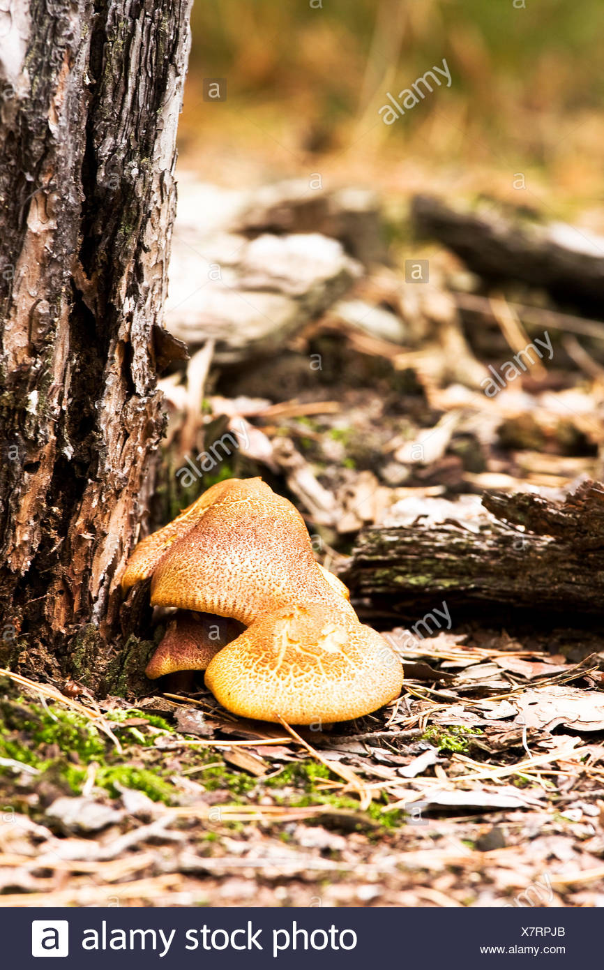 Root Mushroom Symbiosis Stock Photos & Root Mushroom Symbiosis Stock ...