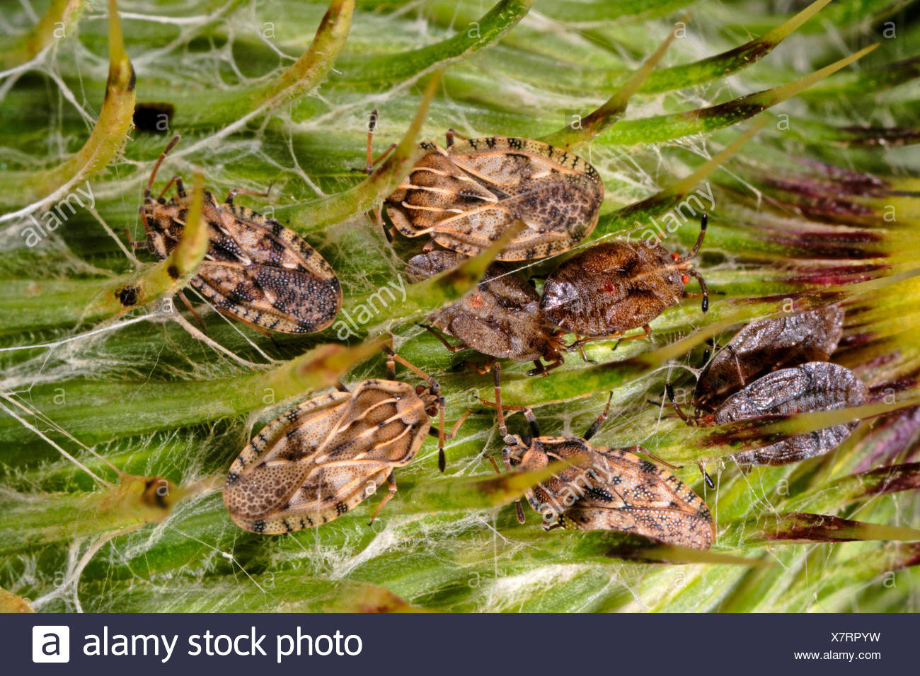 Tingis Cardui High Resolution Stock Photography and Images - Alamy