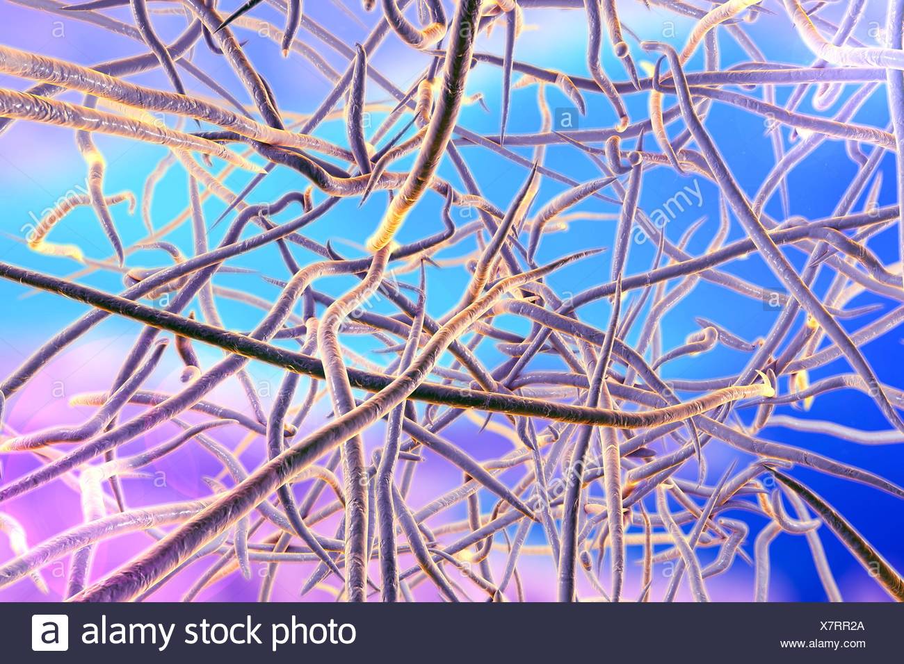 Nocardia Bacteria High Resolution Stock Photography and Images - Alamy