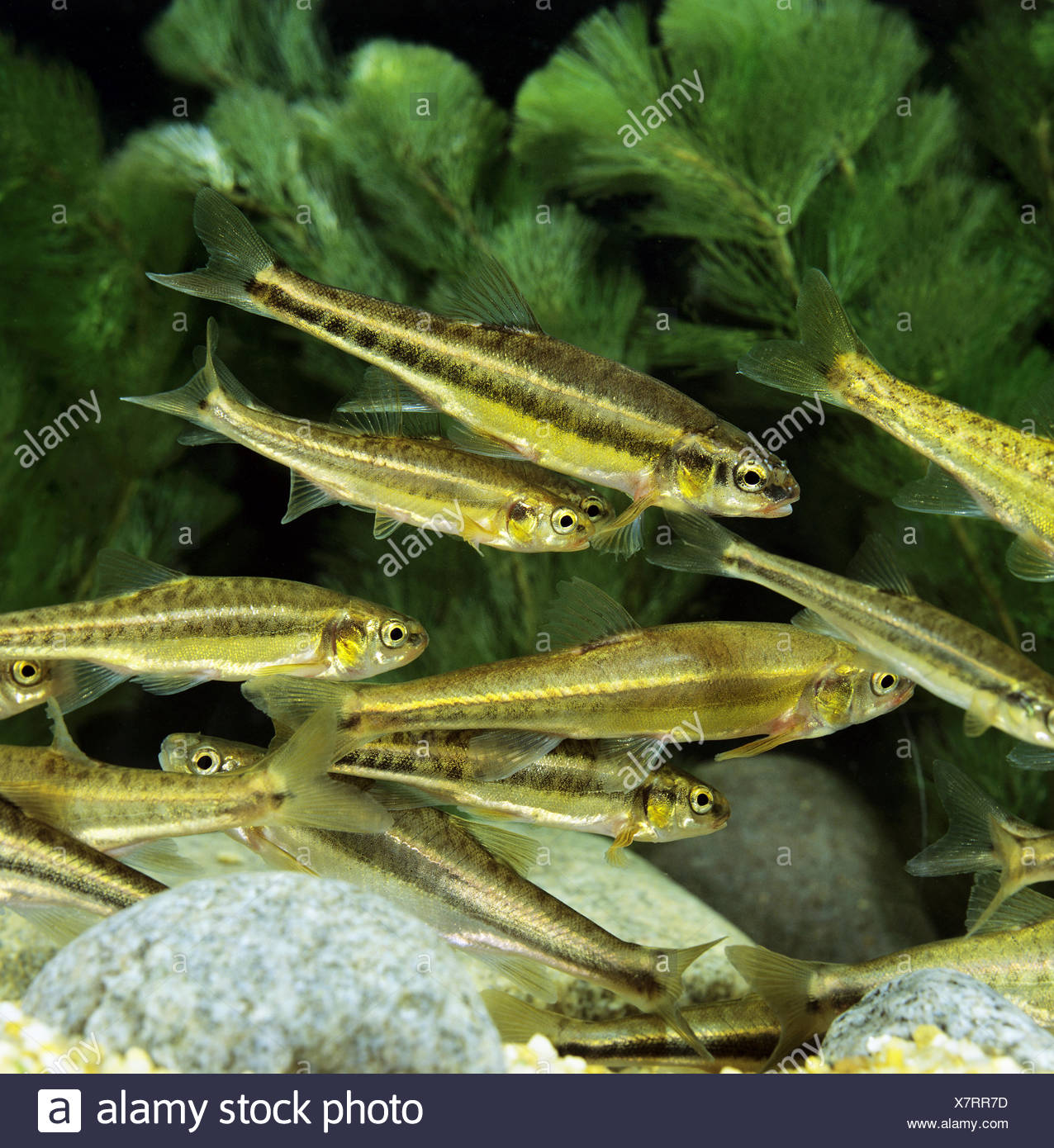 Minnow Phoxinus Phoxinus High Resolution Stock Photography and Images ...