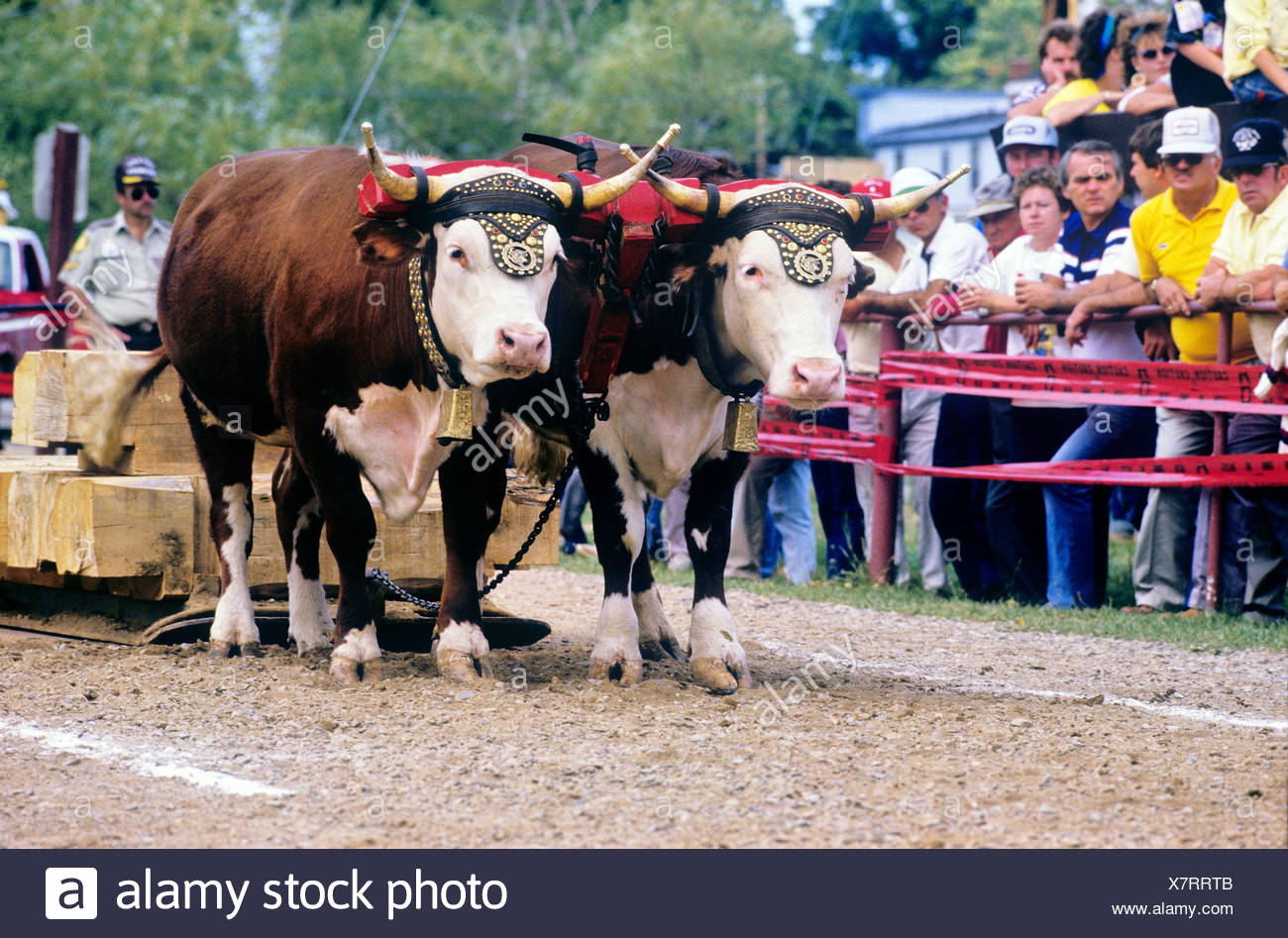 Ox Pulling High Resolution Stock Photography and Images - Alamy