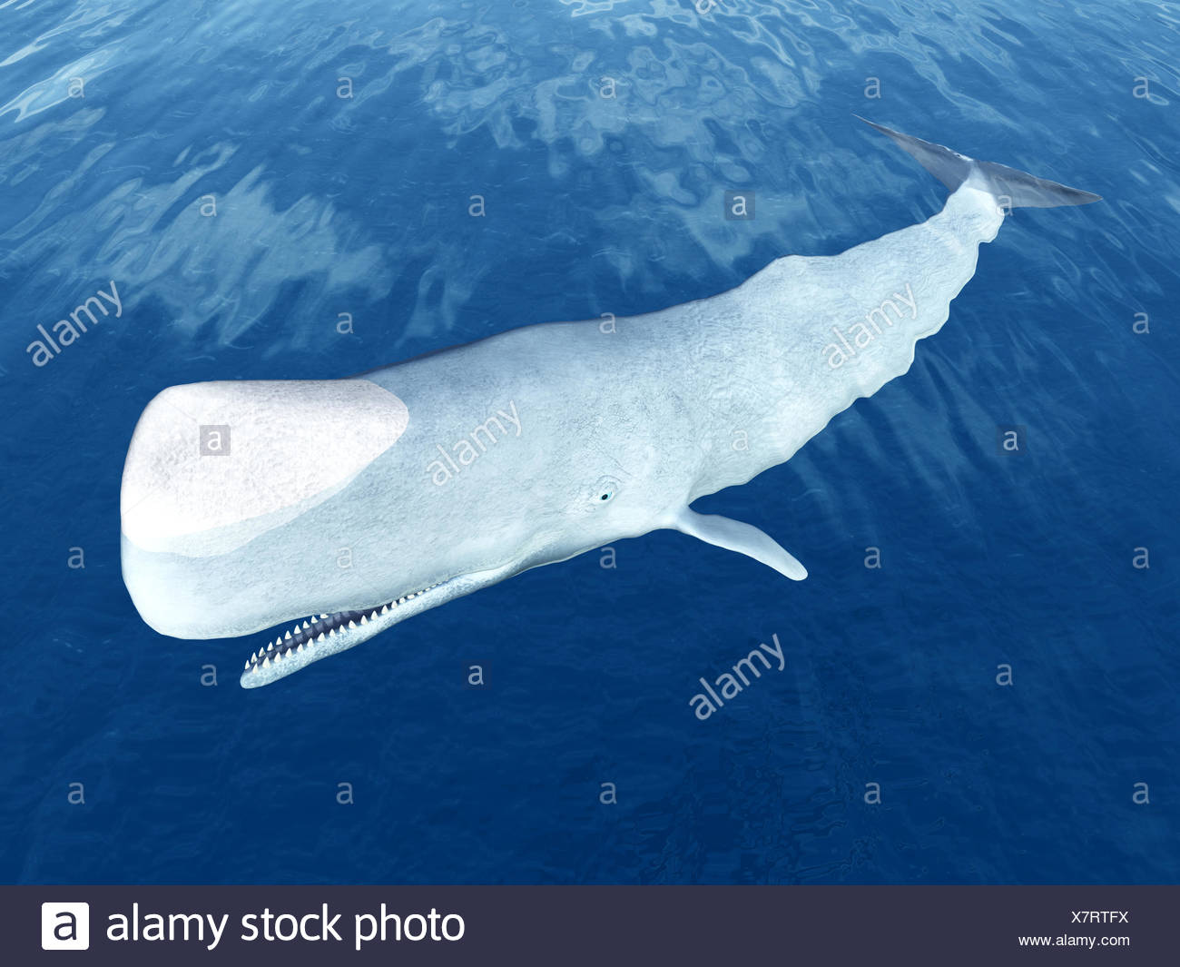 Meereswelt High Resolution Stock Photography and Images - Alamy