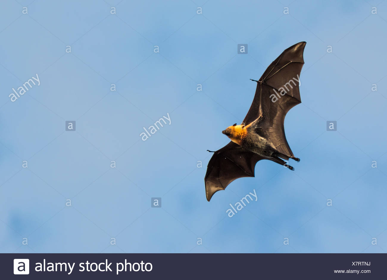 Vampire Bat Flying Stock Photos & Vampire Bat Flying Stock Images - Alamy