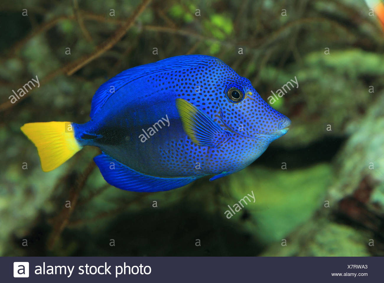 Yellow Tail Fish Stock Photos & Yellow Tail Fish Stock Images - Alamy