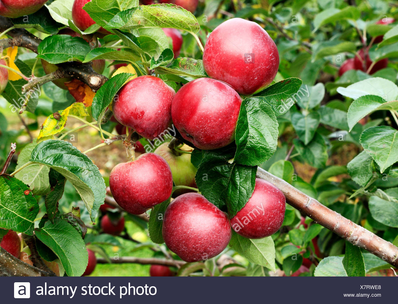 Spartan Apple High Resolution Stock Photography and Images - Alamy