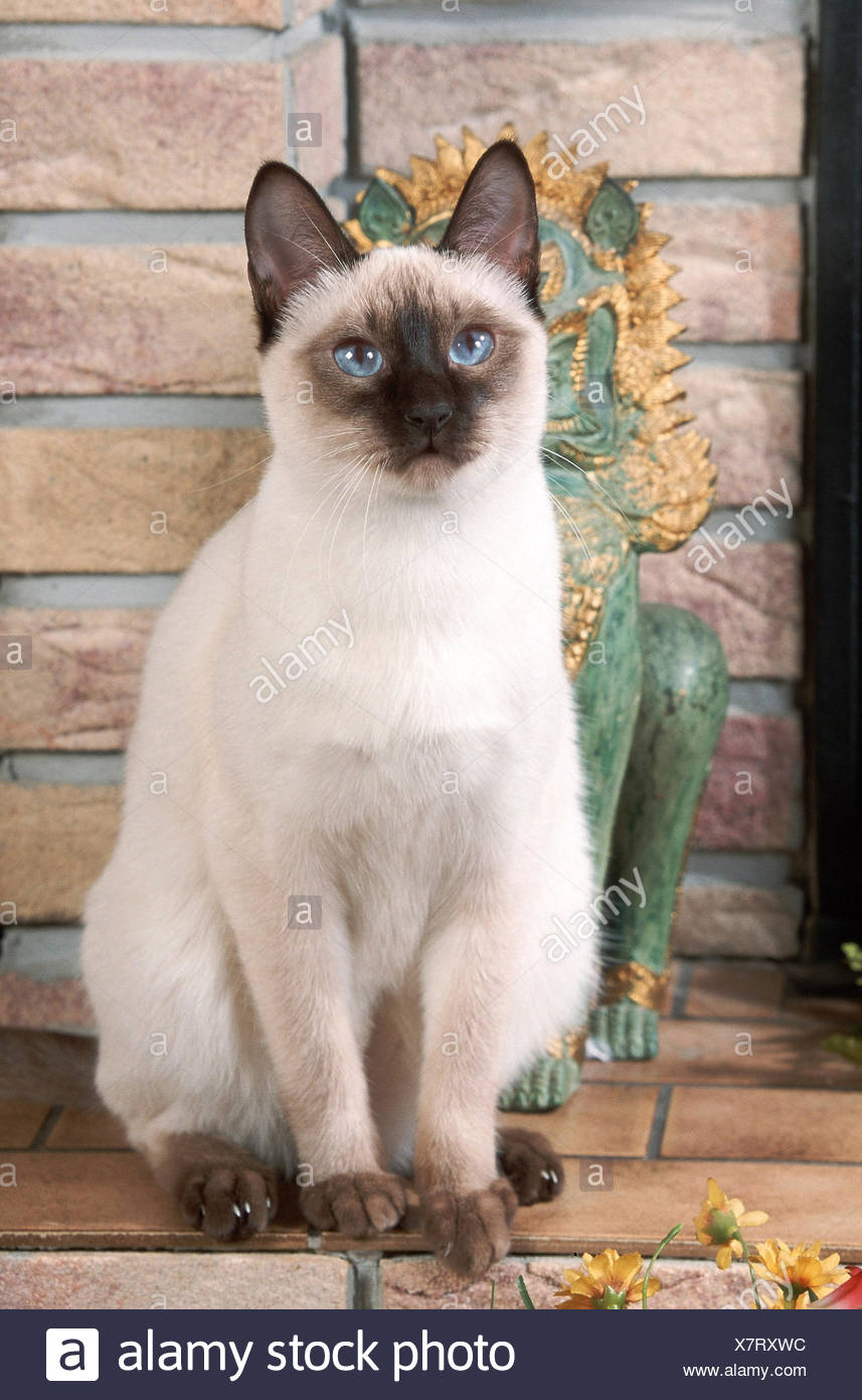 Classic Siamese Cat Stock Photos & Classic Siamese Cat Stock Images - Alamy