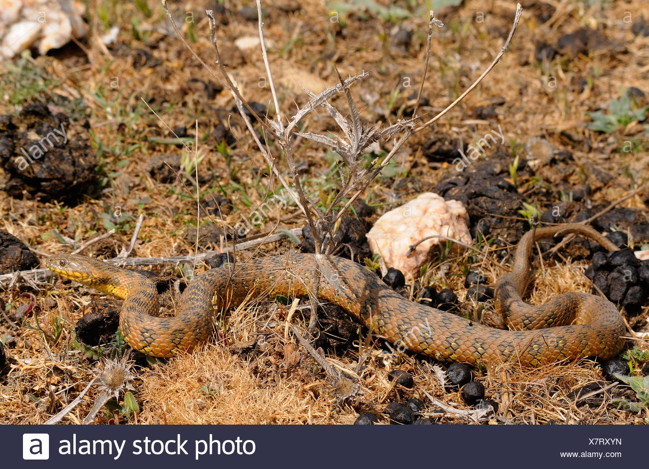 Viperine High Resolution Stock Photography and Images - Alamy