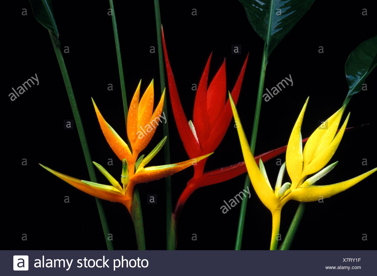 Angusta High Resolution Stock Photography and Images - Alamy