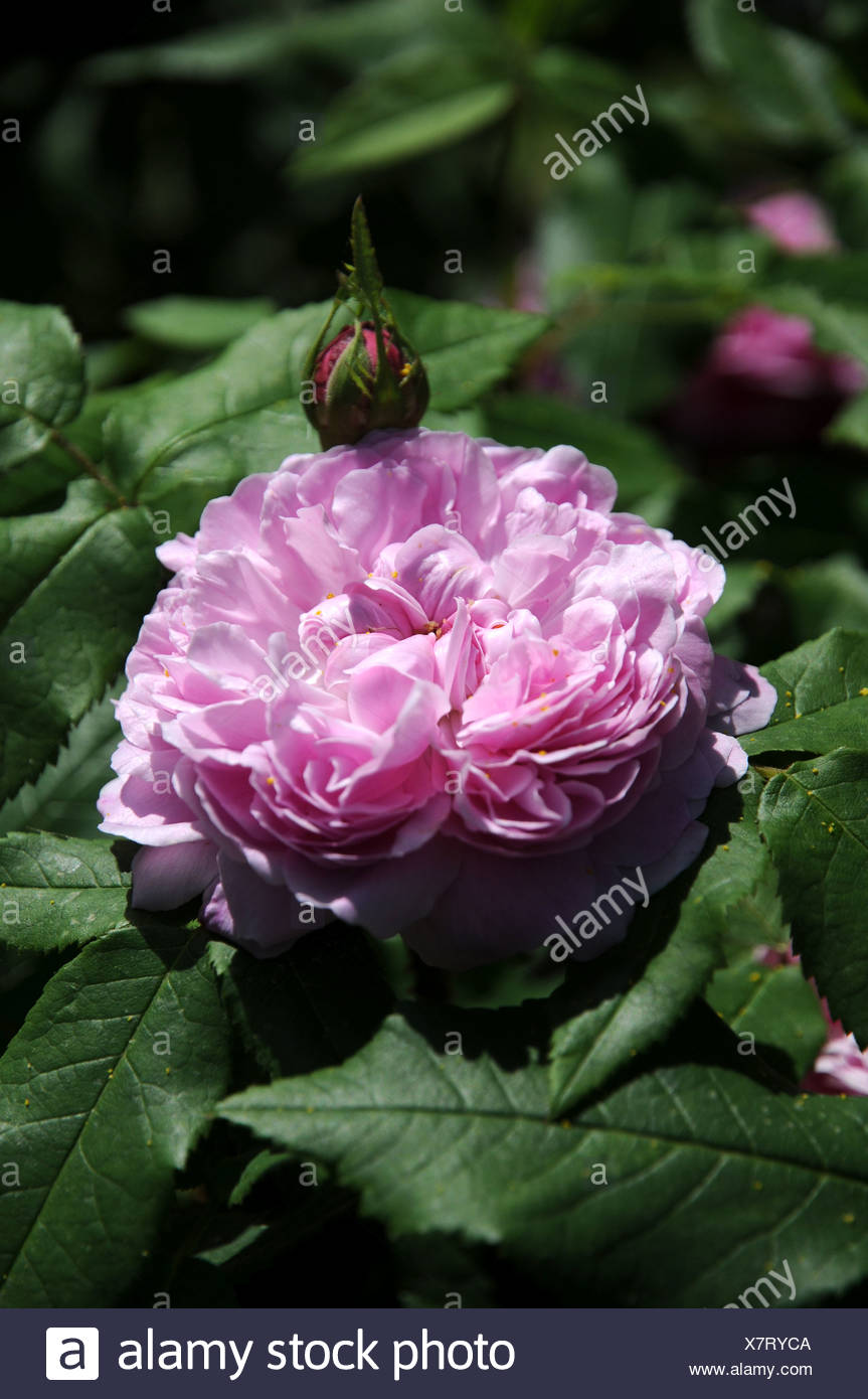 Rosa Damascena Jacques Cartier High Resolution Stock Photography and ...