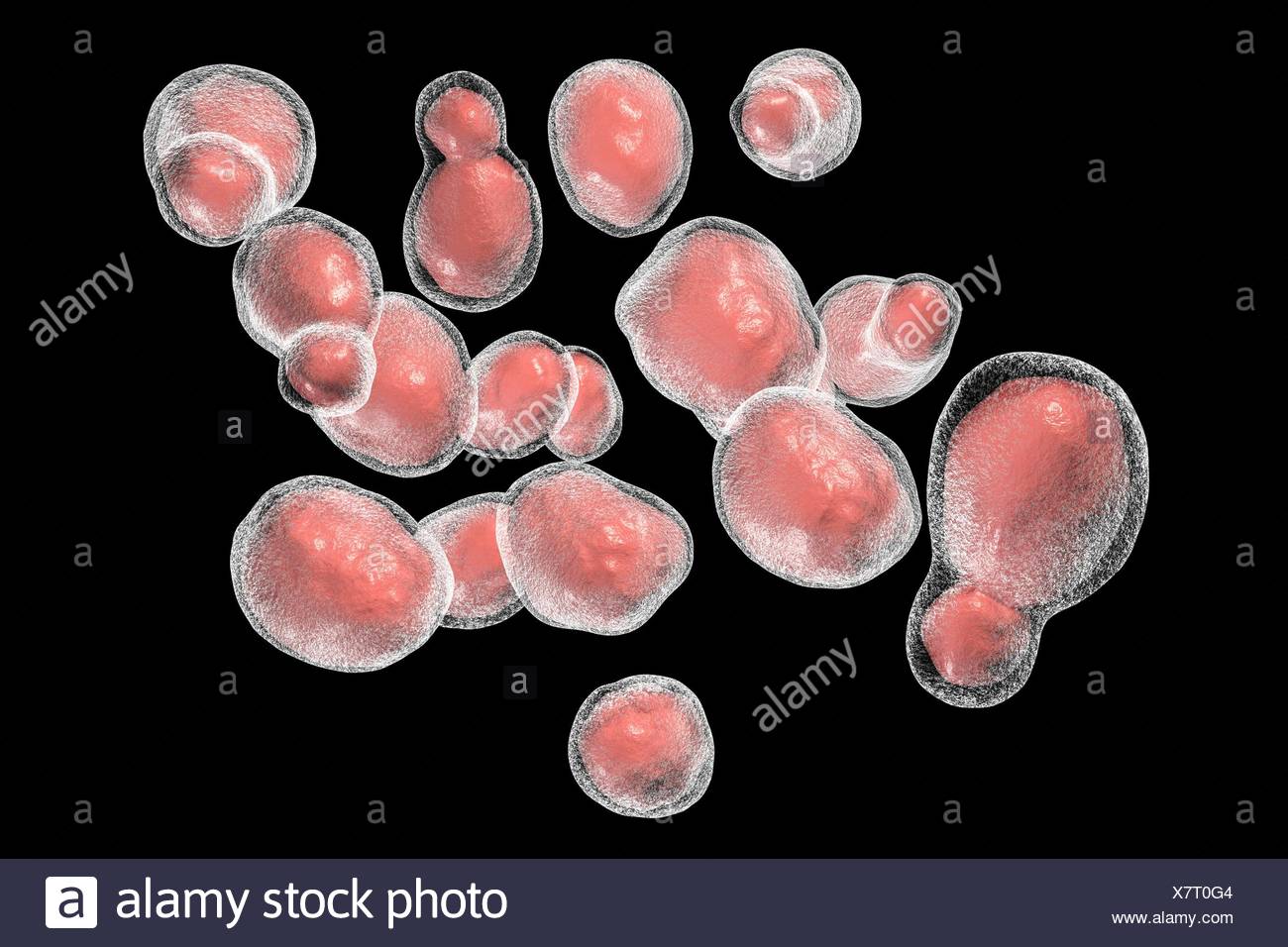 Cryptococcus Gattii Stock Photos & Cryptococcus Gattii Stock Images - Alamy