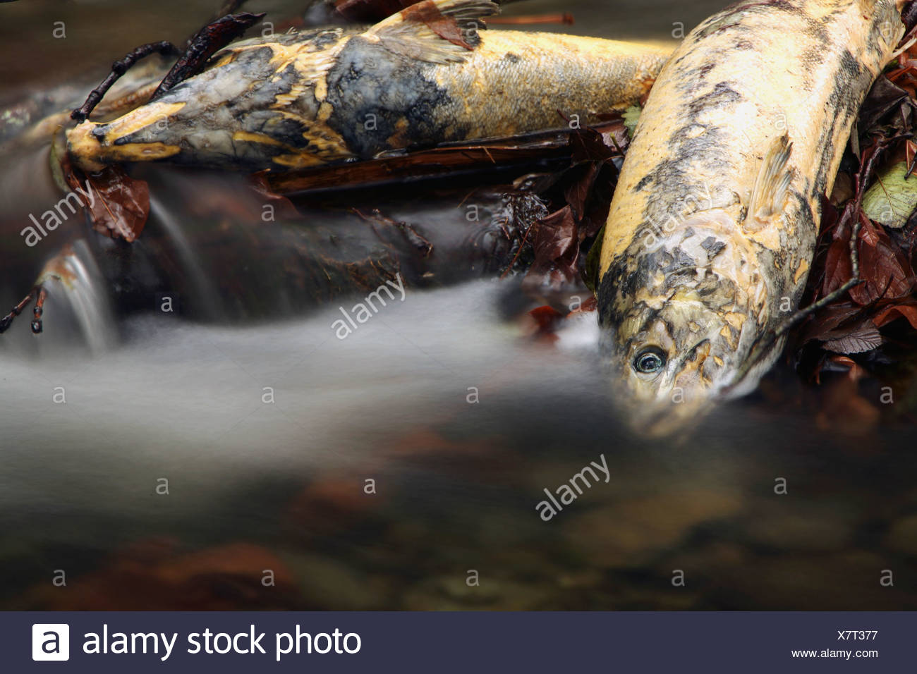 Dead Salmon After Spawning High Resolution Stock Photography and Images ...