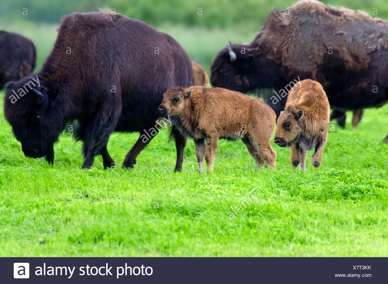 Wood Bison Alaska High Resolution Stock Photography and Images - Alamy