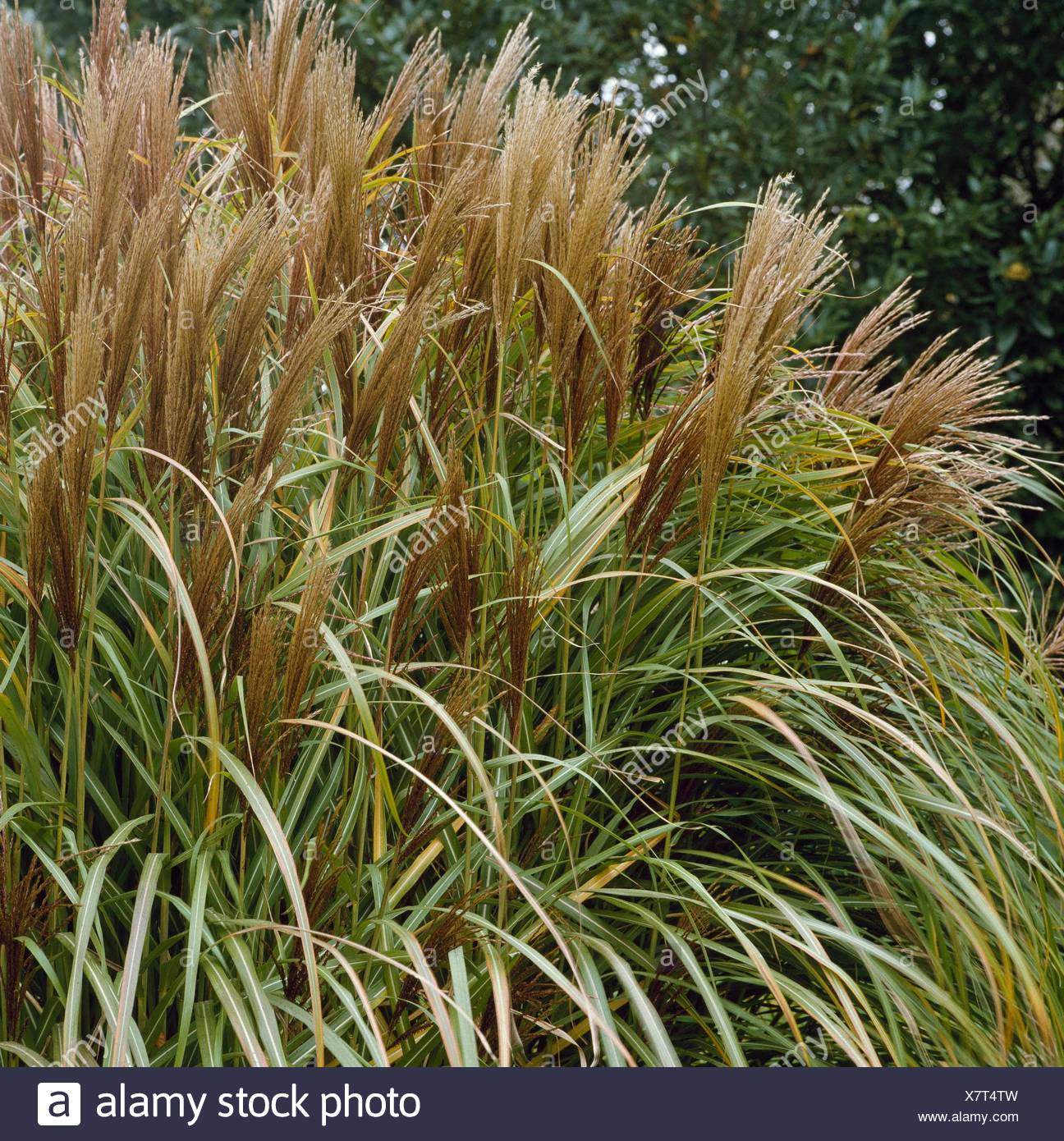Miscanthus High Resolution Stock Photography and Images - Alamy