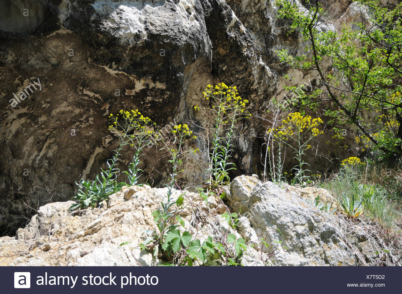 Woads High Resolution Stock Photography and Images - Alamy