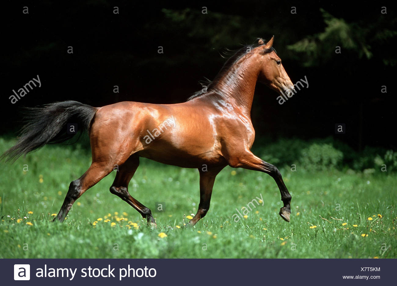 Saddlebred Horses High Resolution Stock Photography and Images - Alamy
