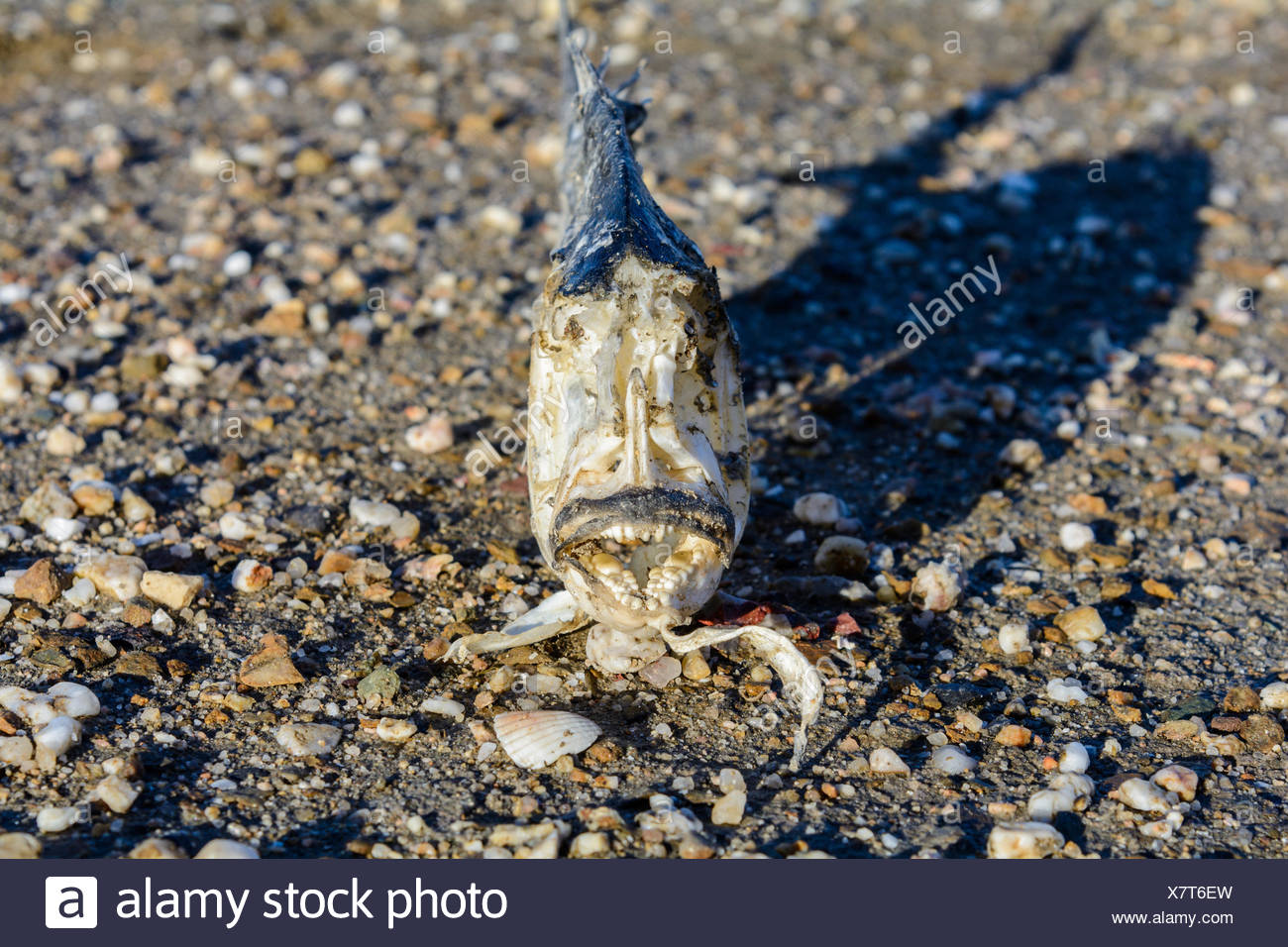 Fish Sands Beach High Resolution Stock Photography and Images - Alamy