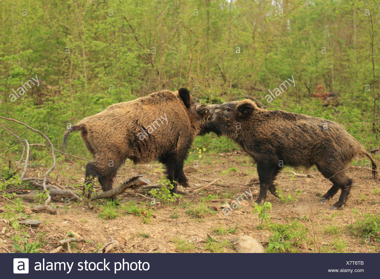 Wild Boars Fighting High Resolution Stock Photography and Images - Alamy