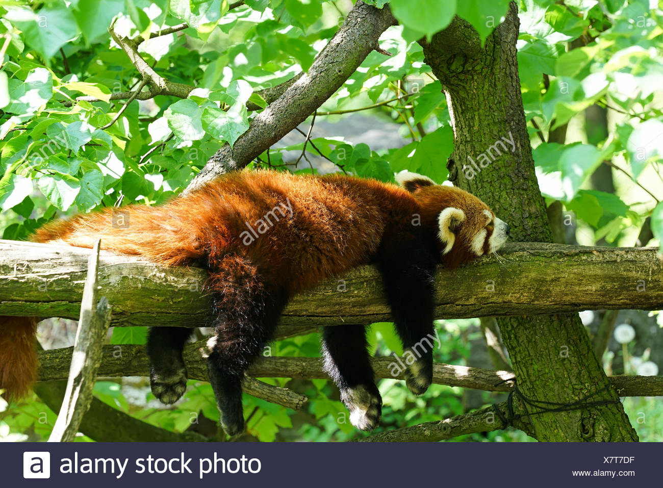 Animal Sleeping With Tree High Resolution Stock Photography and Images ...