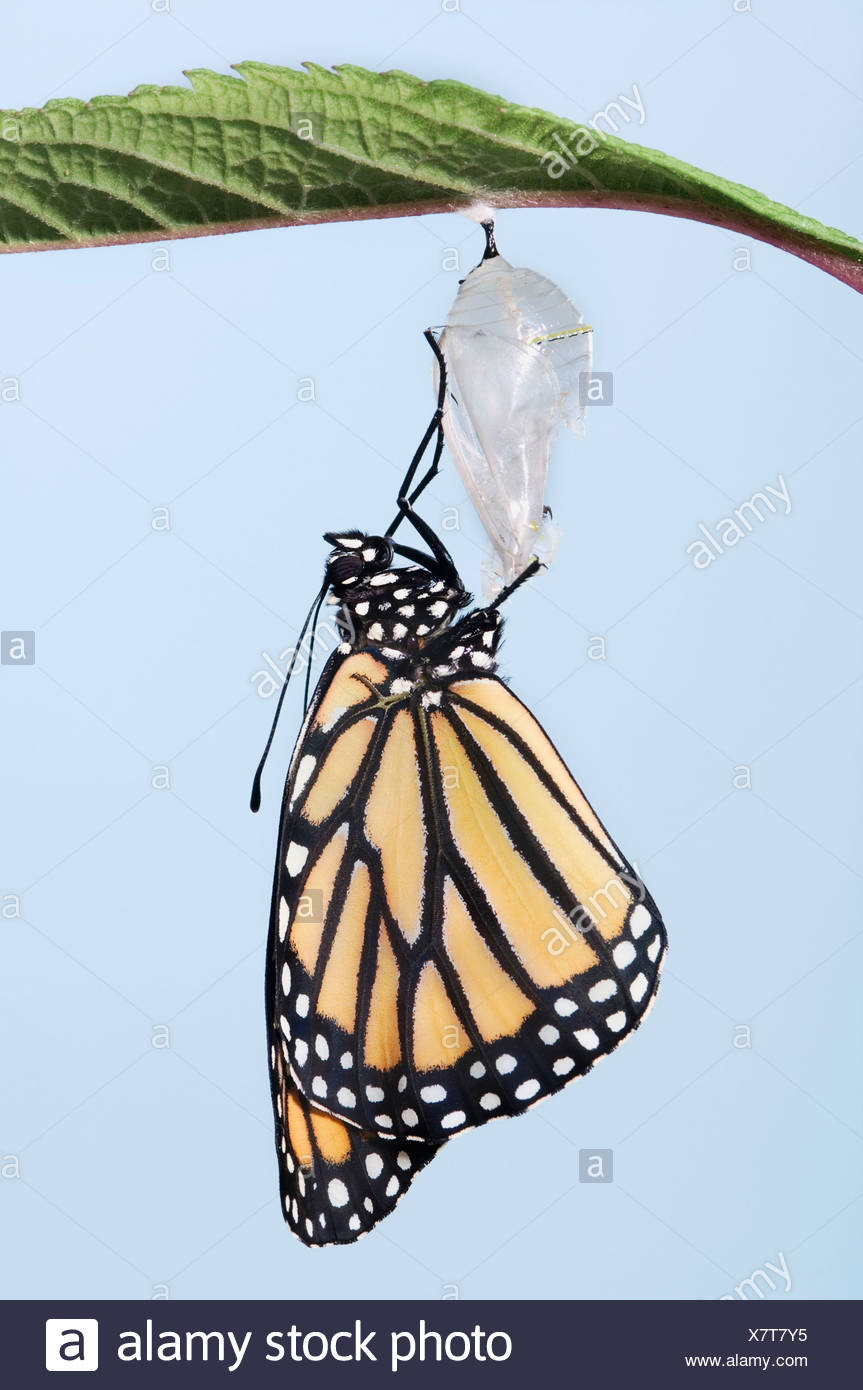 Butterfly Emerging From Cocoon High Resolution Stock Photography and ...