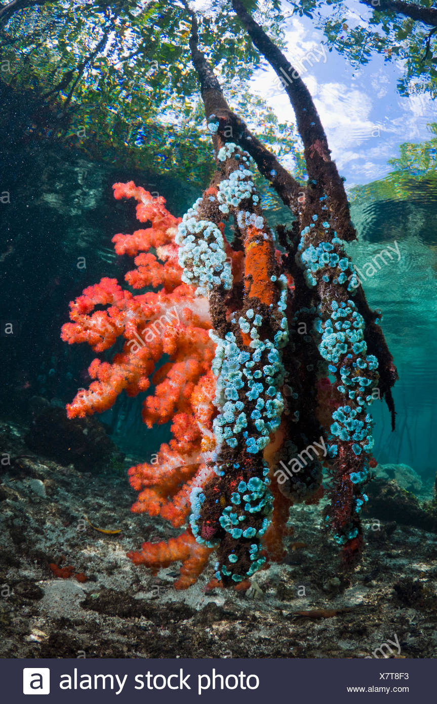 Rhizophora Sp Mangrove Tree High Resolution Stock Photography and ...