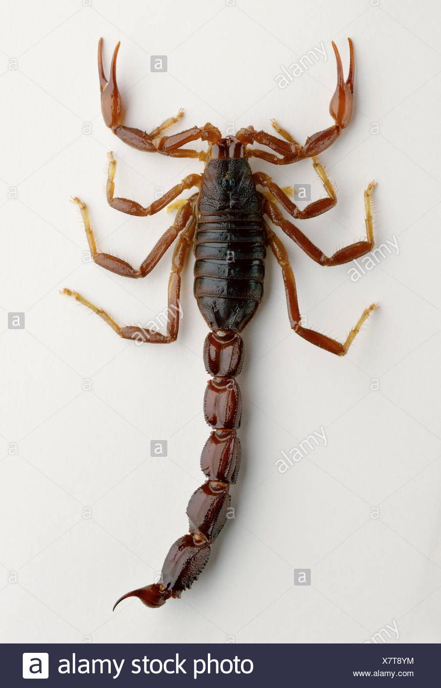 Scorpion Close Up Stock Photos & Scorpion Close Up Stock Images - Alamy