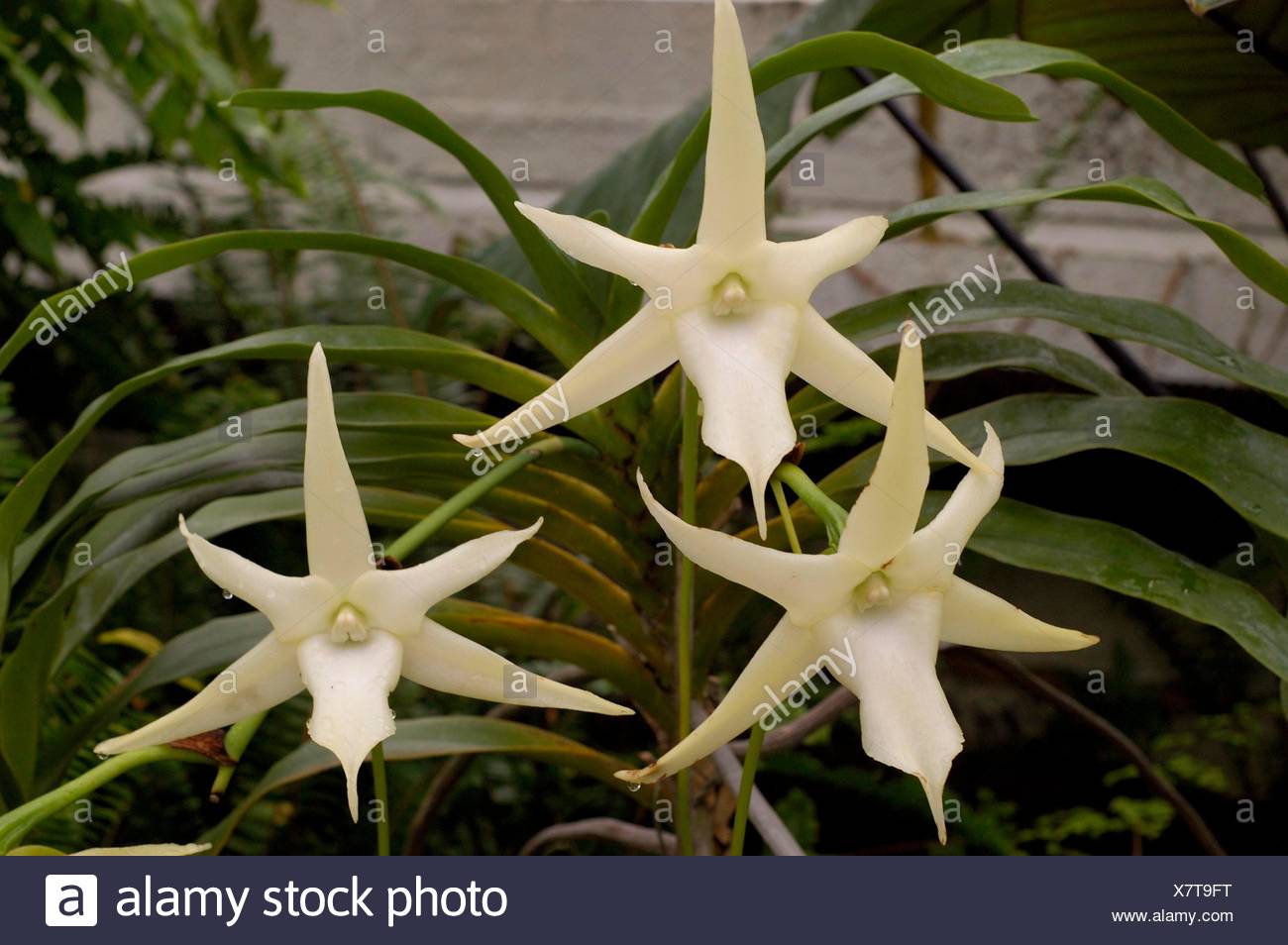 Angraecum Sesquipedale Stock Photos & Angraecum Sesquipedale Stock ...