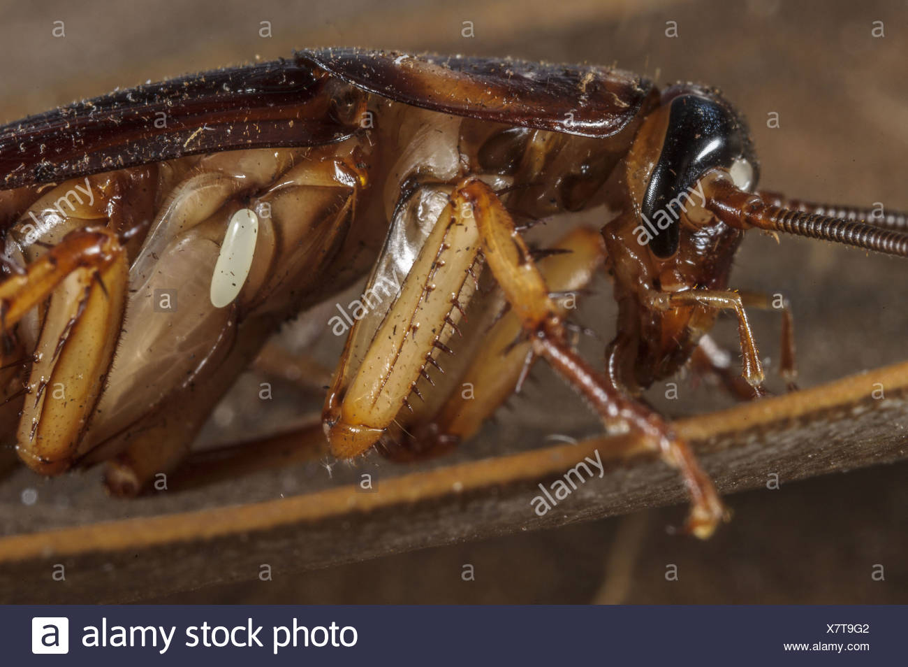 Cockroach Egg High Resolution Stock Photography and Images - Alamy