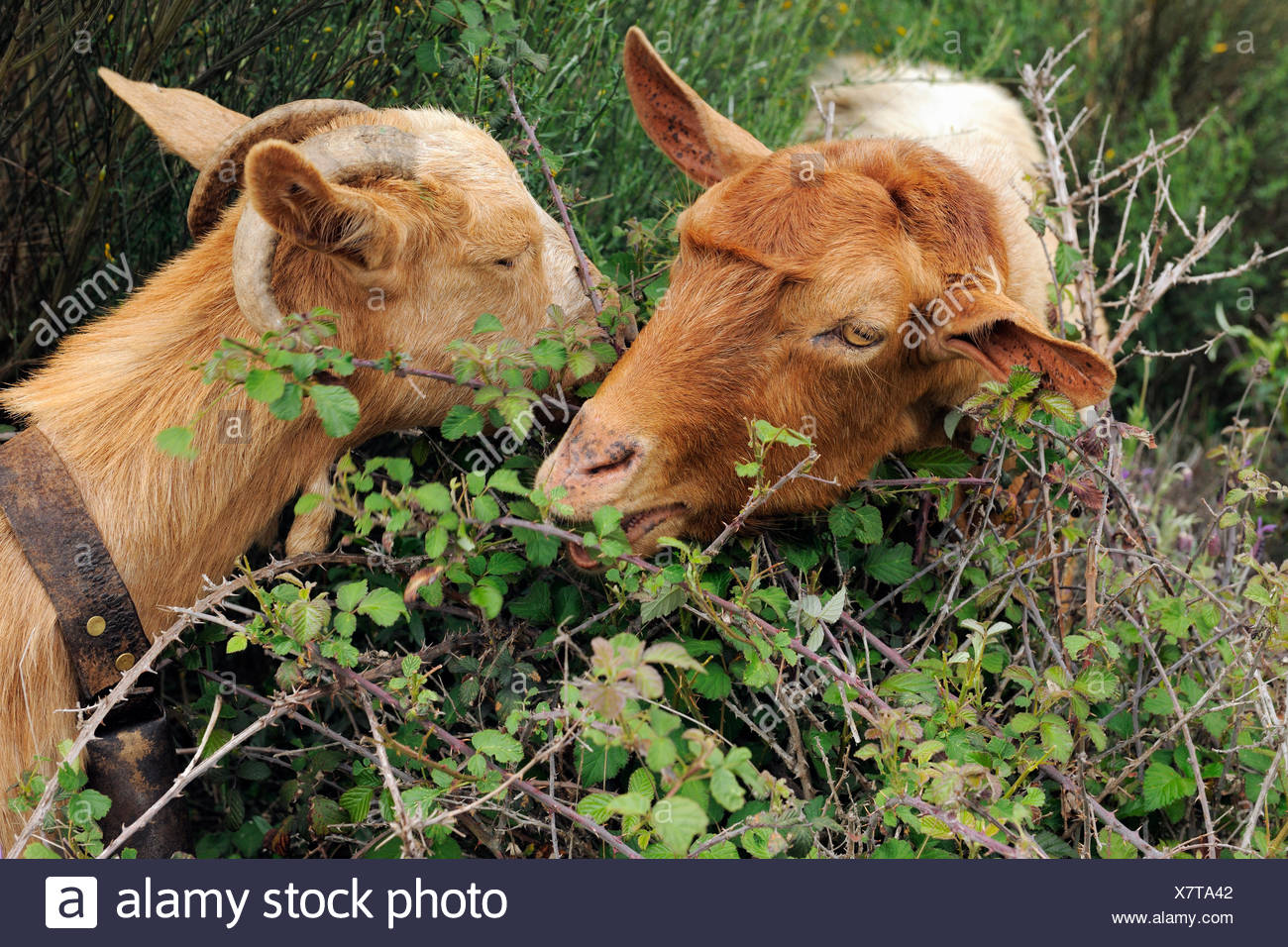 Bush Goat Stock Photos & Bush Goat Stock Images - Alamy