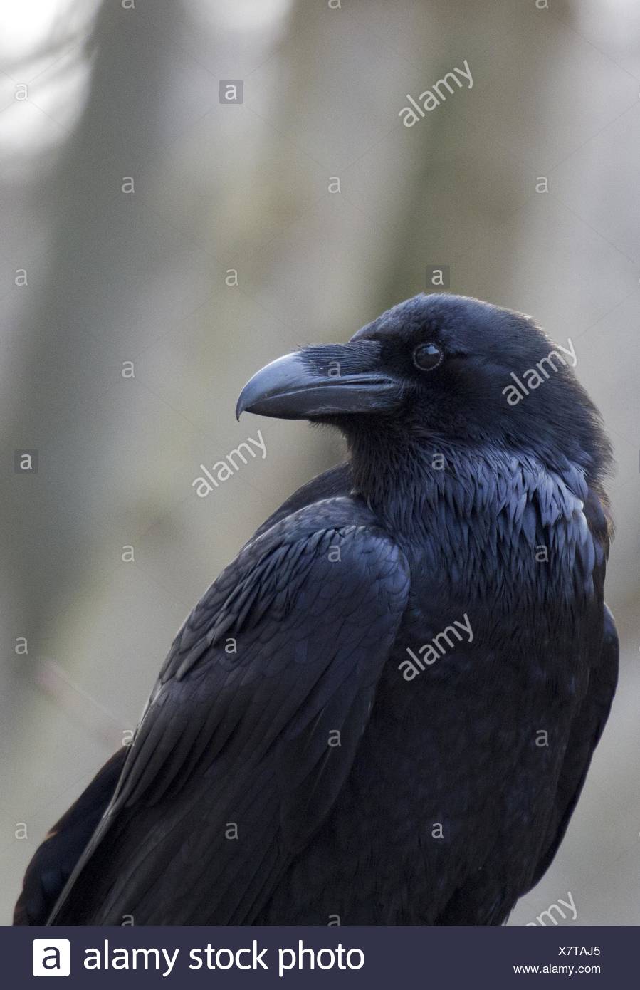 Northern Raven Stock Photos & Northern Raven Stock Images - Alamy