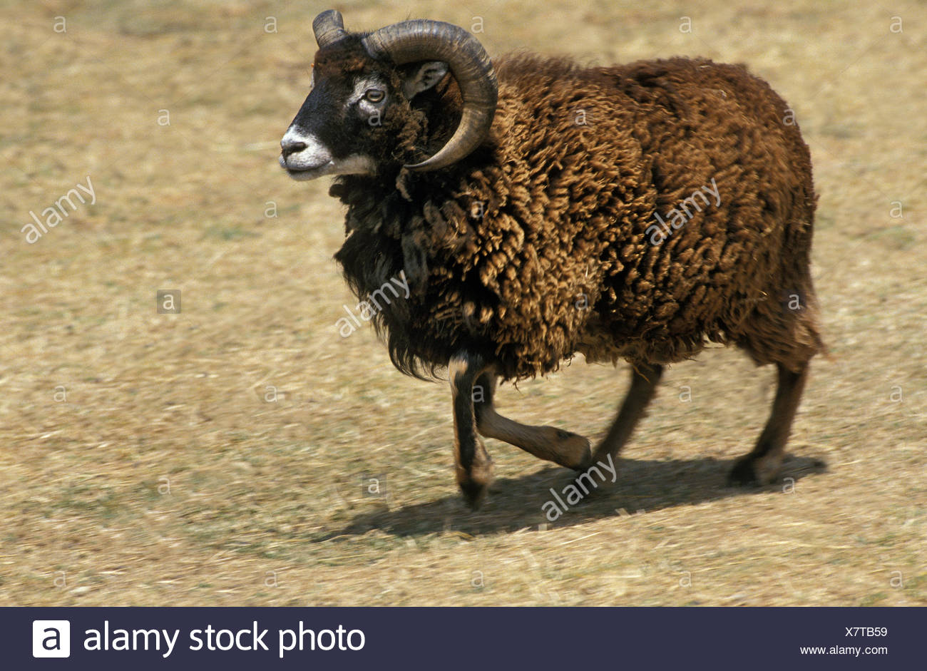 Soay Sheep High Resolution Stock Photography and Images - Alamy