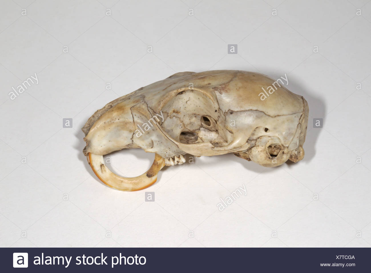 Squirrel Teeth High Resolution Stock Photography and Images - Alamy