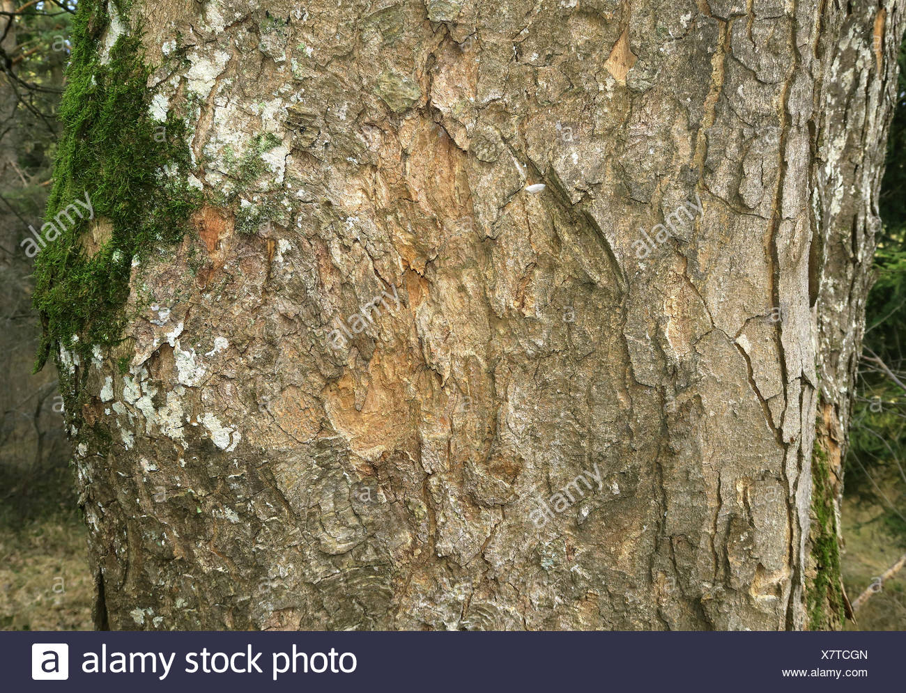 Sycamore Bark Detail Stock Photos & Sycamore Bark Detail Stock Images ...