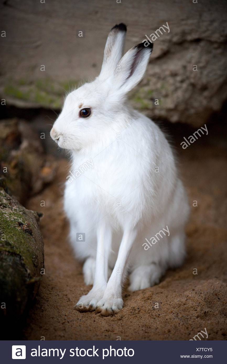 Tundra Hares High Resolution Stock Photography and Images - Alamy