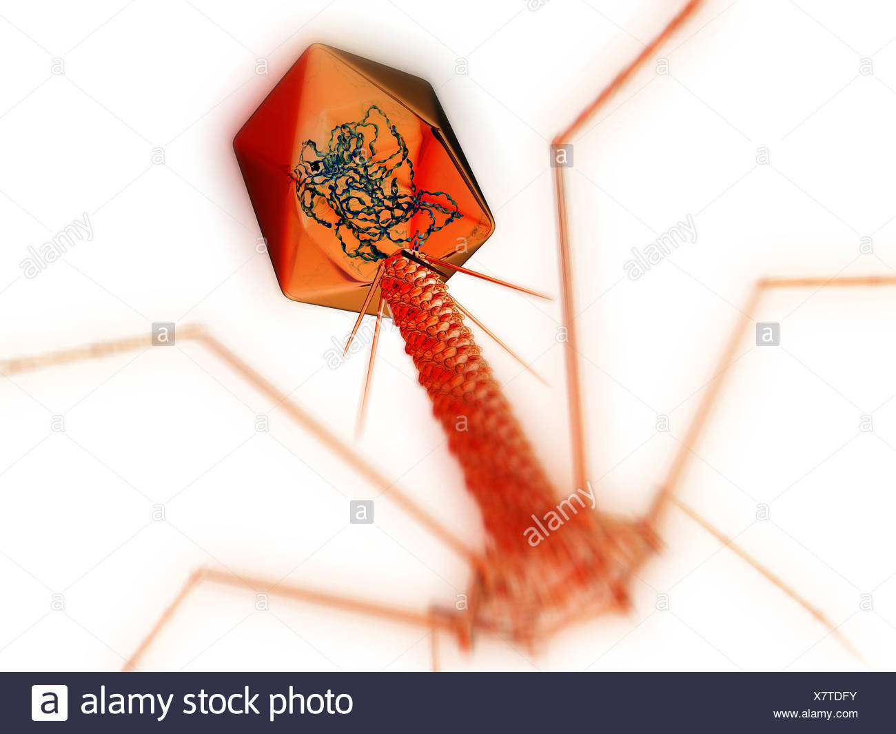 Enterobacteria Phage High Resolution Stock Photography and Images - Alamy