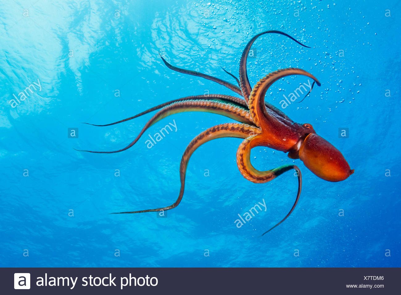 Octopus Swimming Ocean Stock Photos & Octopus Swimming Ocean Stock ...