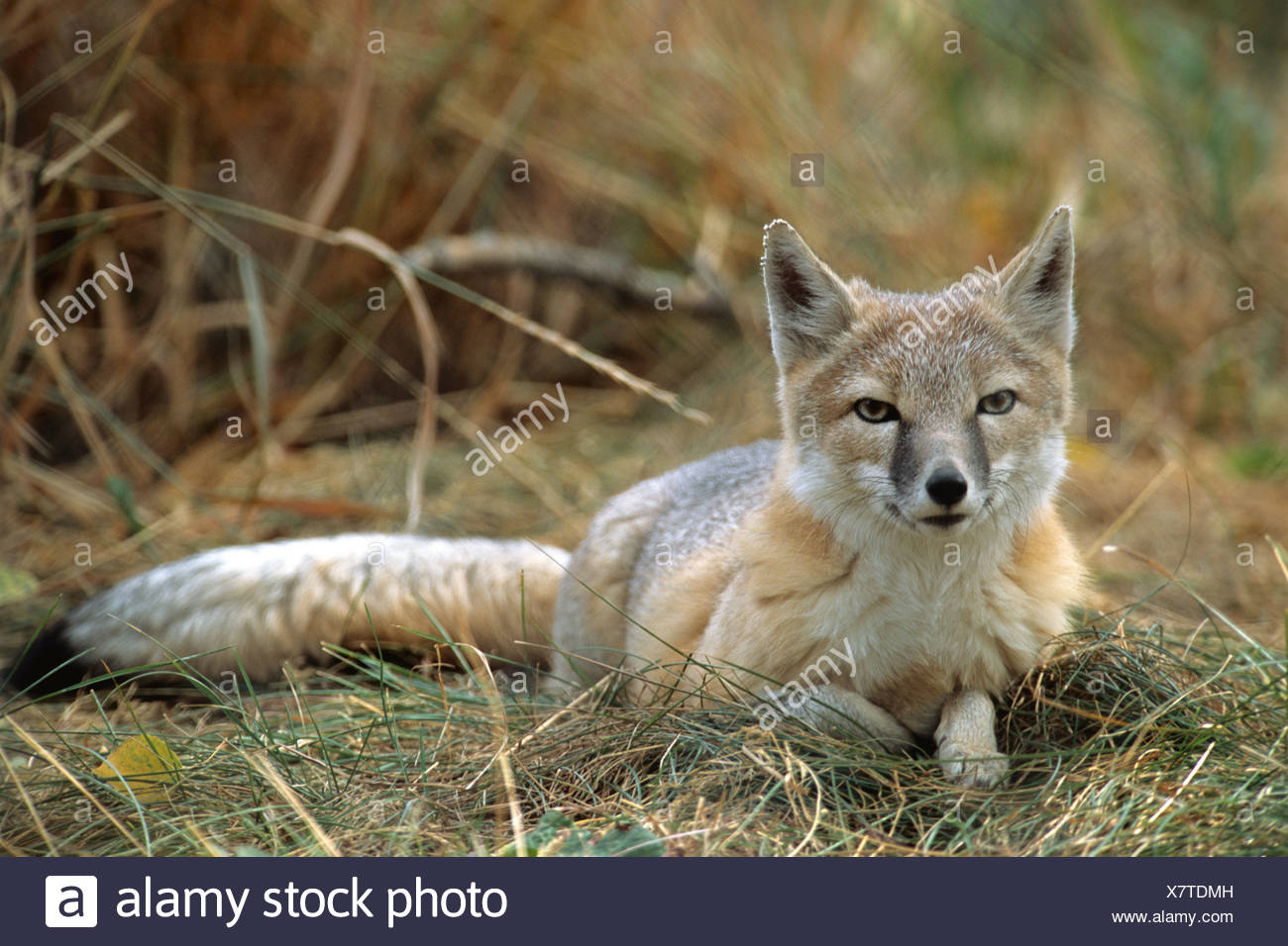 Swift Foxes High Resolution Stock Photography and Images - Alamy