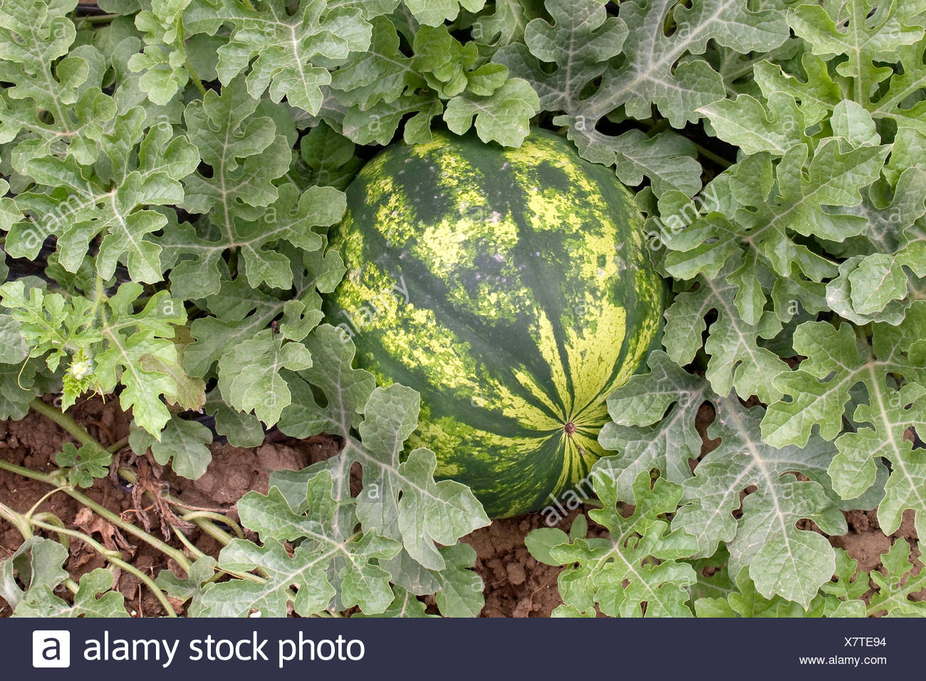 Watermelon Field Stock Photos & Watermelon Field Stock Images - Alamy