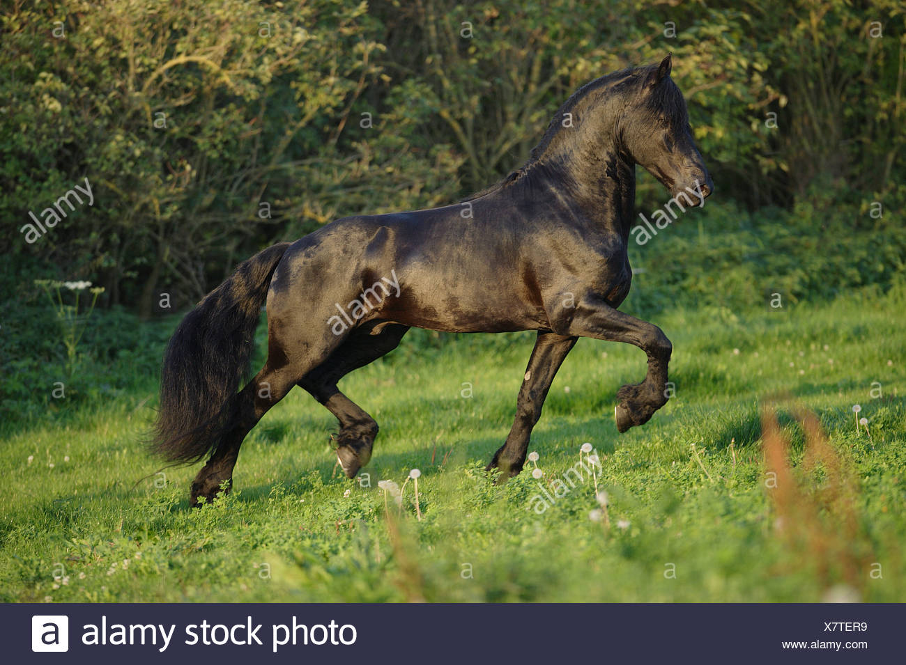 Running Friesian Horse High Resolution Stock Photography and Images - Alamy