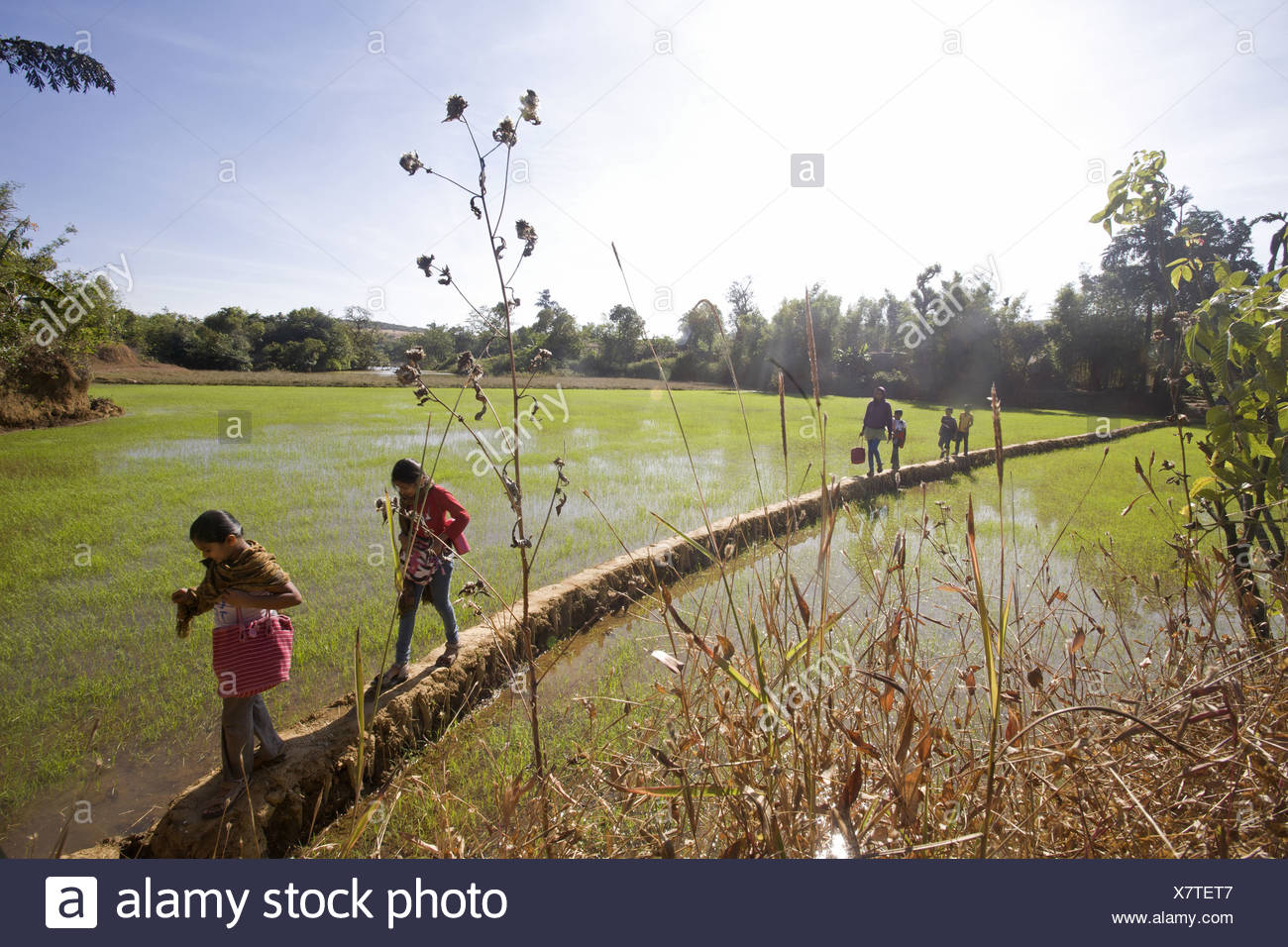 Paddy Field Goa High Resolution Stock Photography and Images - Alamy