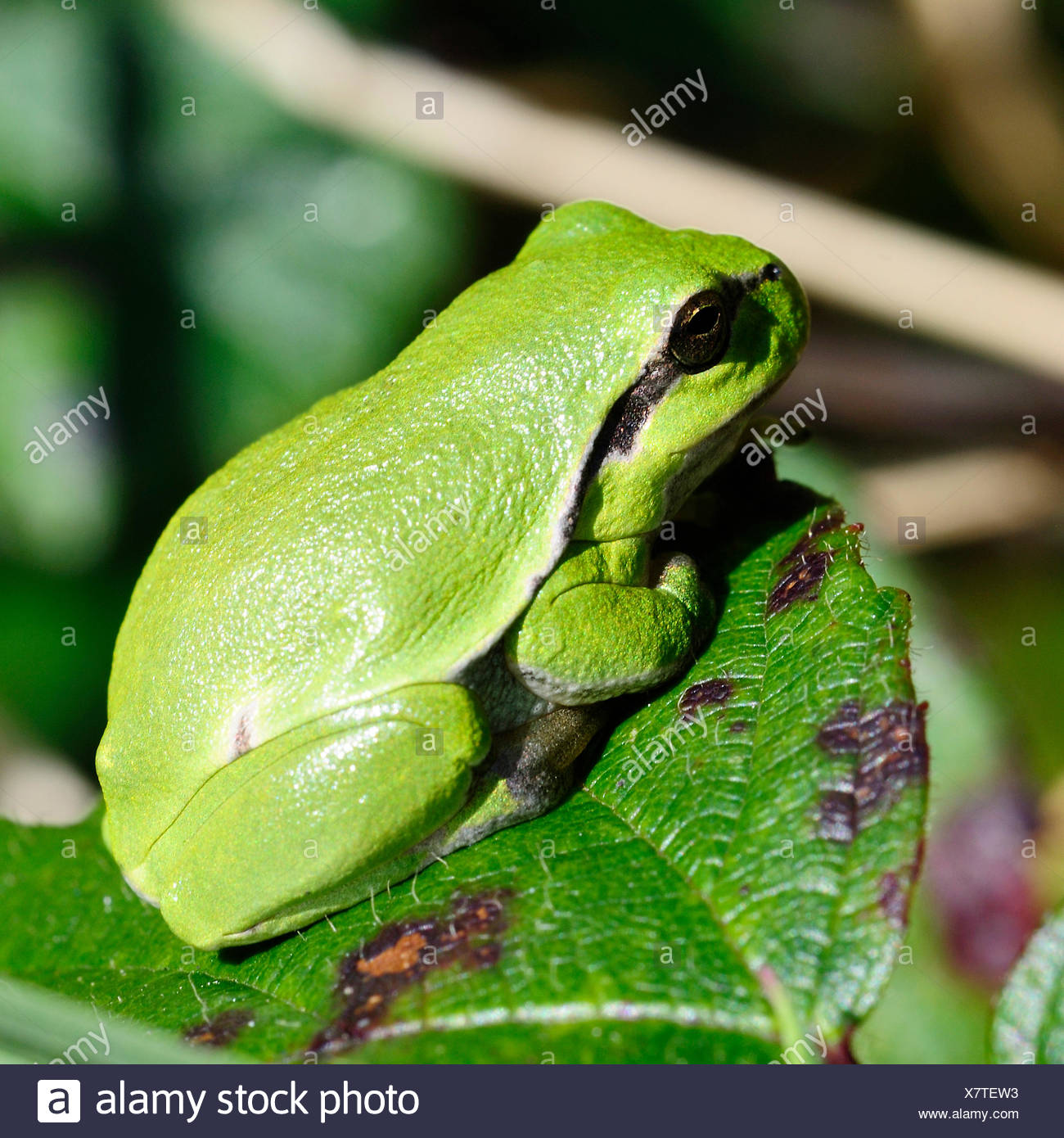Amphibians Protection High Resolution Stock Photography and Images - Alamy