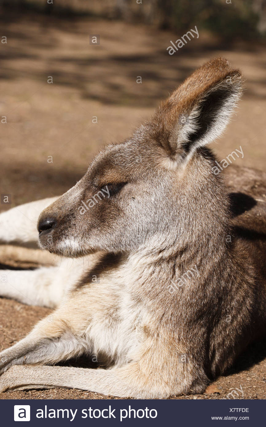 Kangaroo Lying Down Stock Photos & Kangaroo Lying Down Stock Images - Alamy
