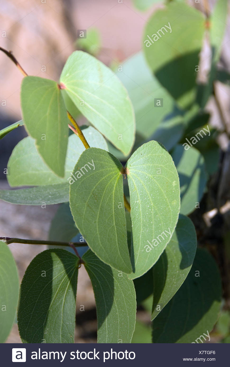 Mopane Tree Stock Photos & Mopane Tree Stock Images - Alamy