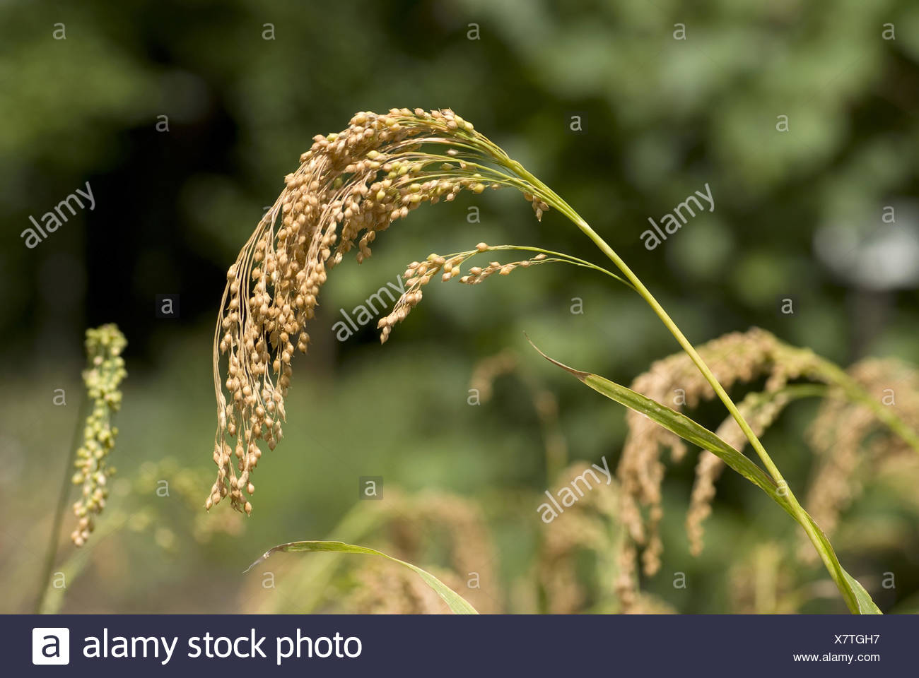 White Millet High Resolution Stock Photography and Images - Alamy