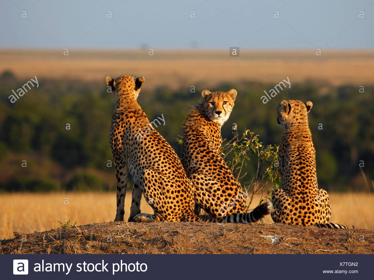 Cheetahs In The Wild High Resolution Stock Photography and Images - Alamy