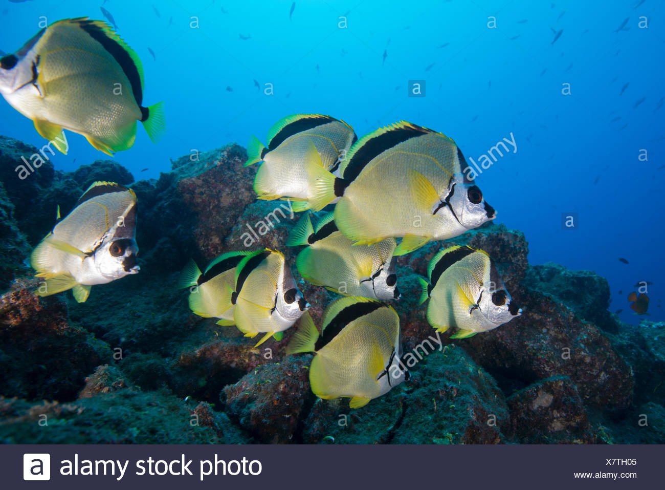Barber Fish Stock Photos & Barber Fish Stock Images - Alamy