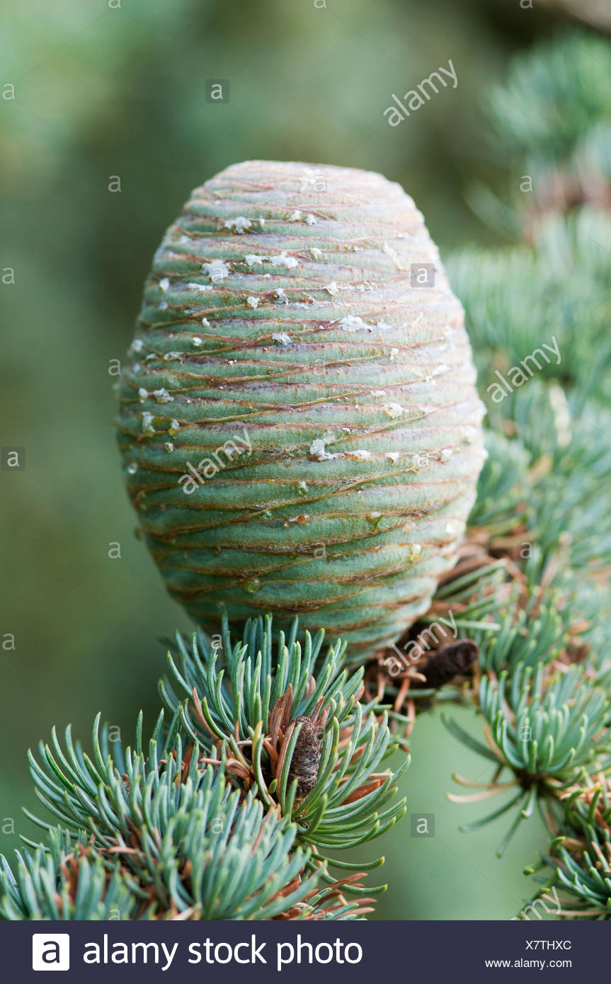 Tree Cedrus Atlantica Glauca Pine High Resolution Stock Photography and ...