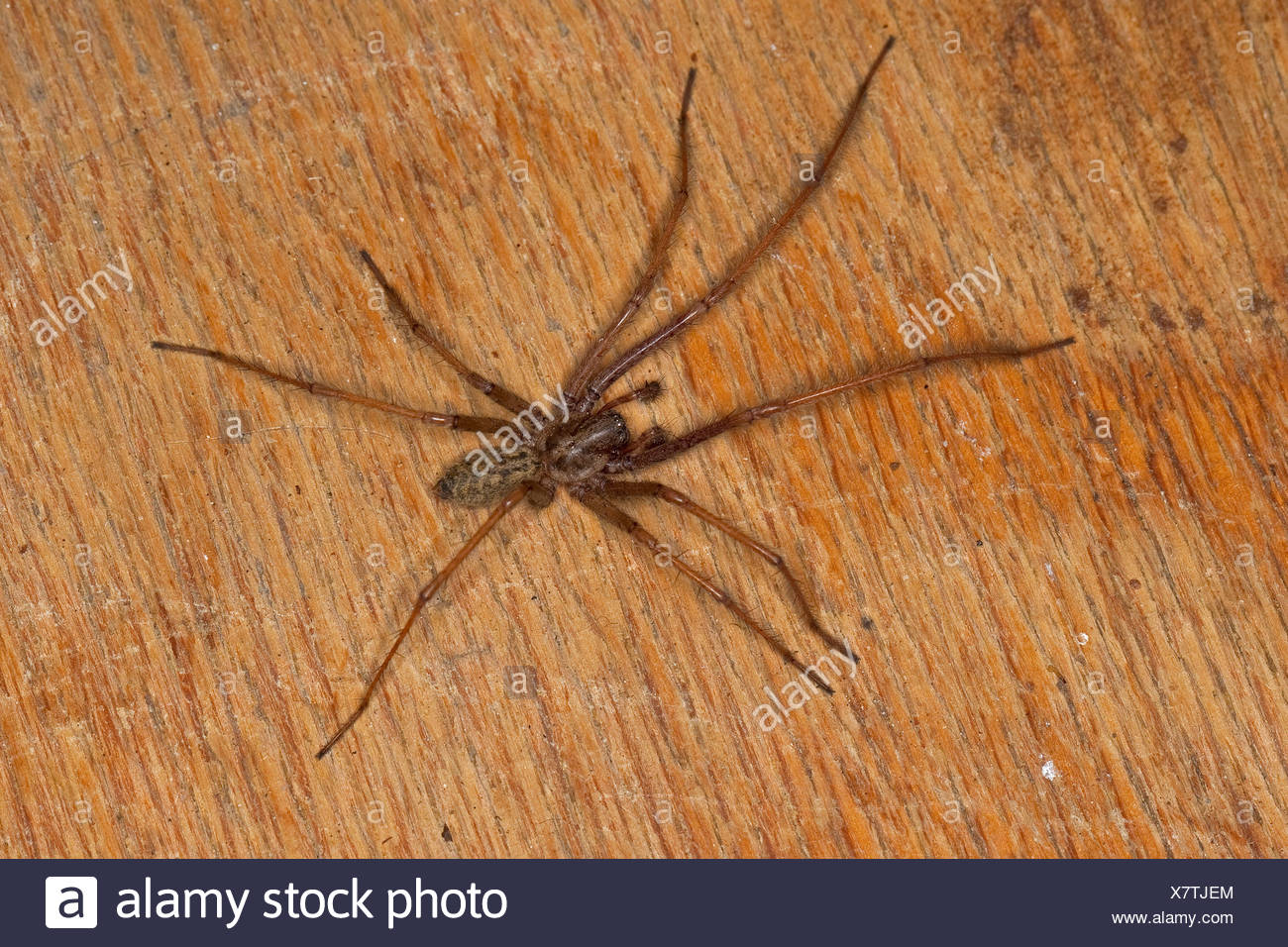 Giant House Spider Spiders High Resolution Stock Photography and Images ...