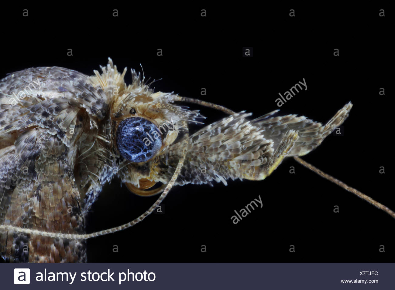 Snout Butterfly High Resolution Stock Photography and Images - Alamy